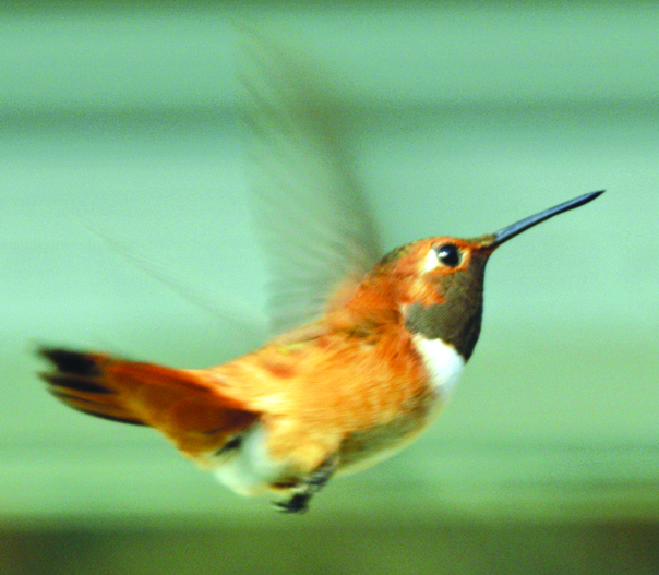 Hummingbird the smallest of all birds