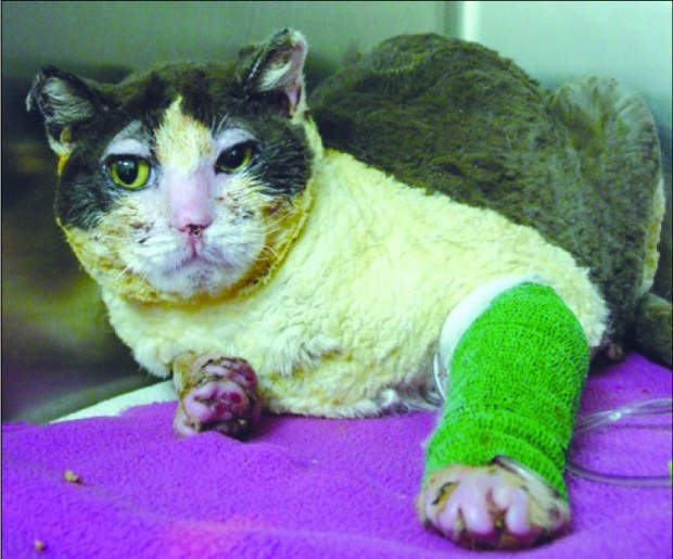 Burned cat recovering nicely
