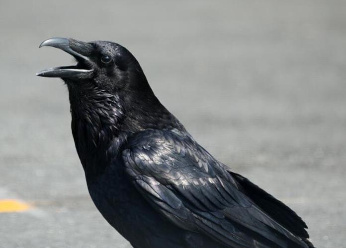 'Raven joy': As acrobats, croakers and tricksters big birds capture ...