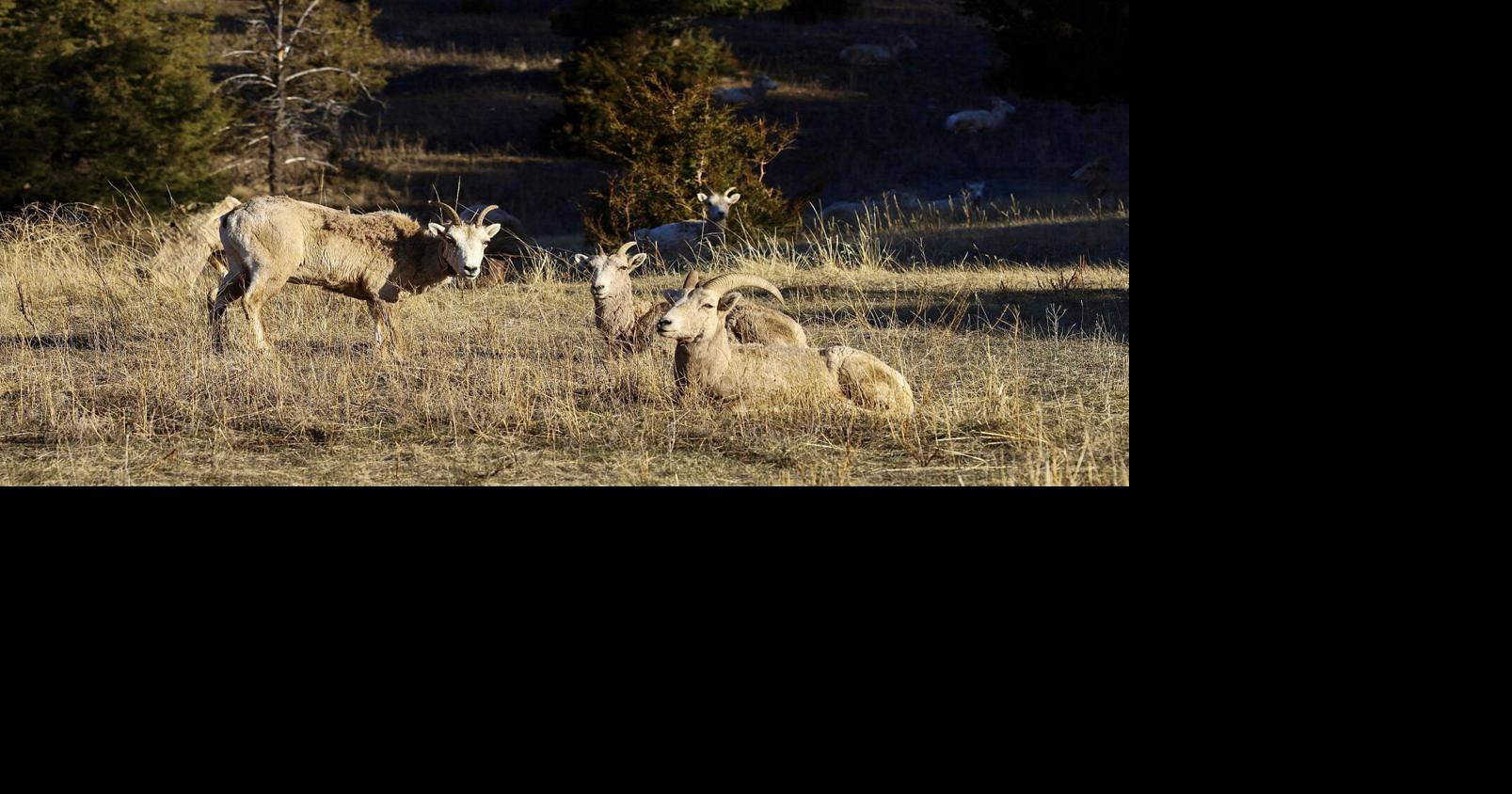 Hunkering down in the evening shade