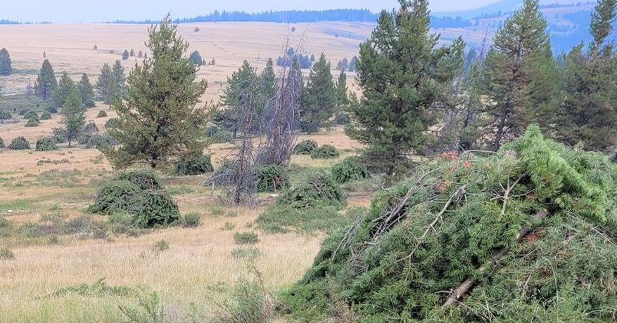 Conifer removal project complete on Mount Haggin Wildlife Management Area