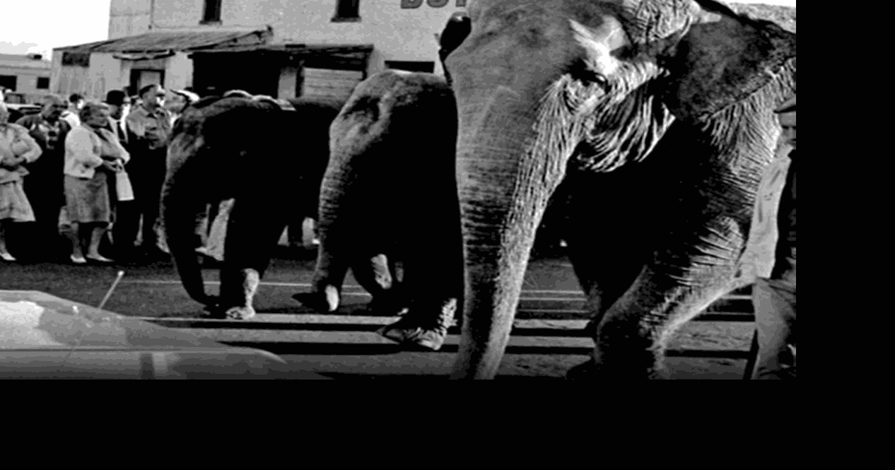 Flashback Friday: Elephants on Parade