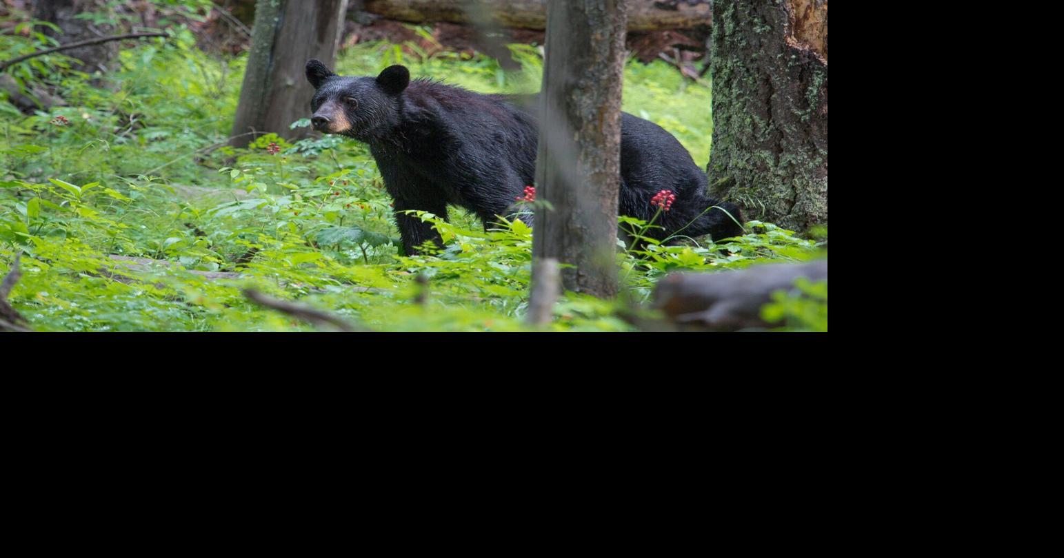 Berries too much of a temptation for bear.