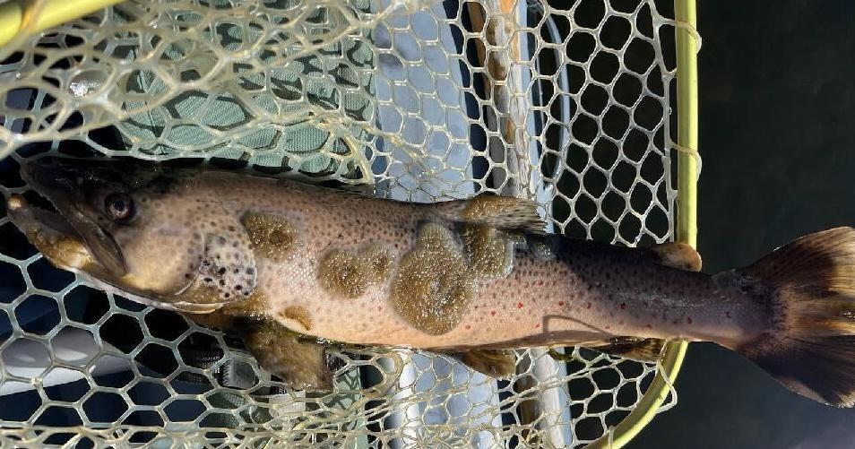 FWP launches new public portal for reporting zombie fish