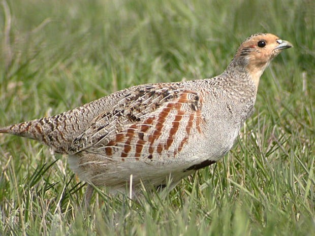 Montana Birding: Gray partridge common year-round