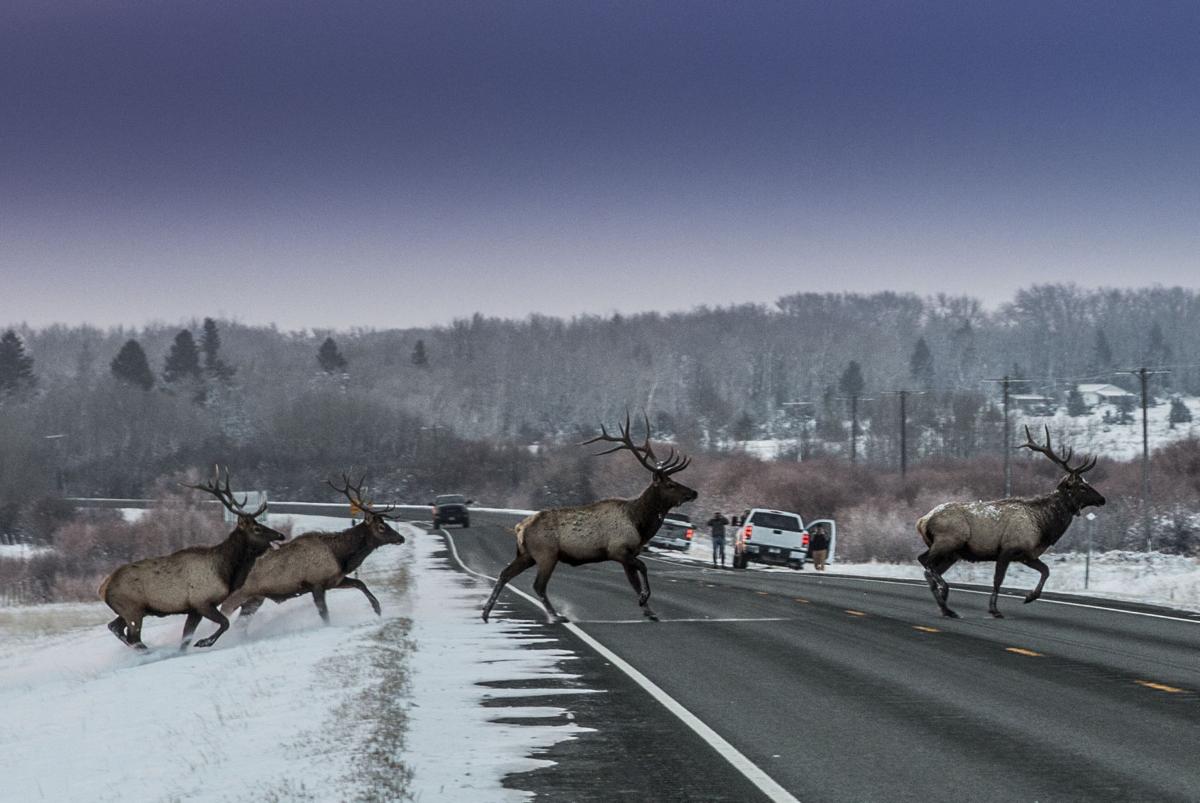 Photos: Herd of bull elk cross Highway 12 near Pole Creek
