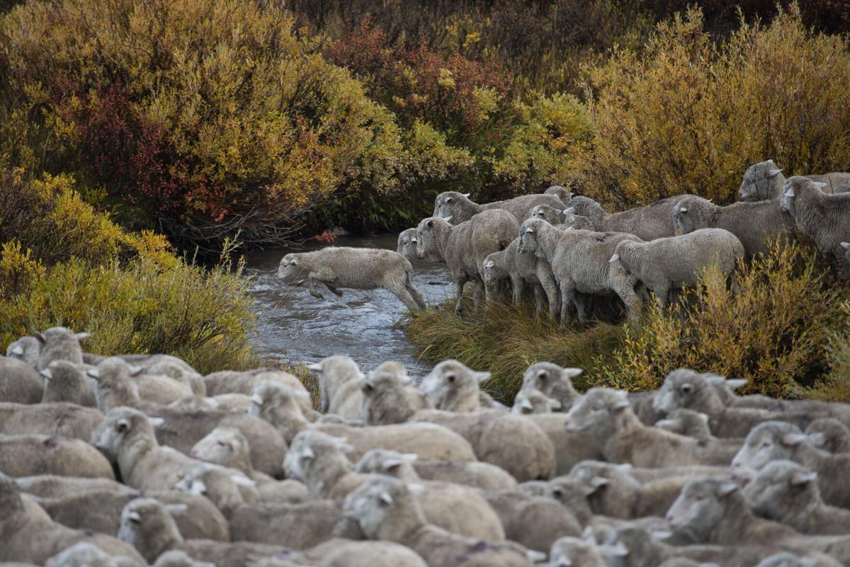 Ruby Valley; grizzly conflict