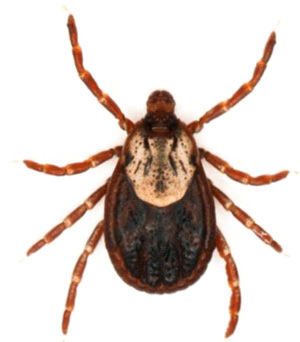 Beware: Ticks, ticks everywhere