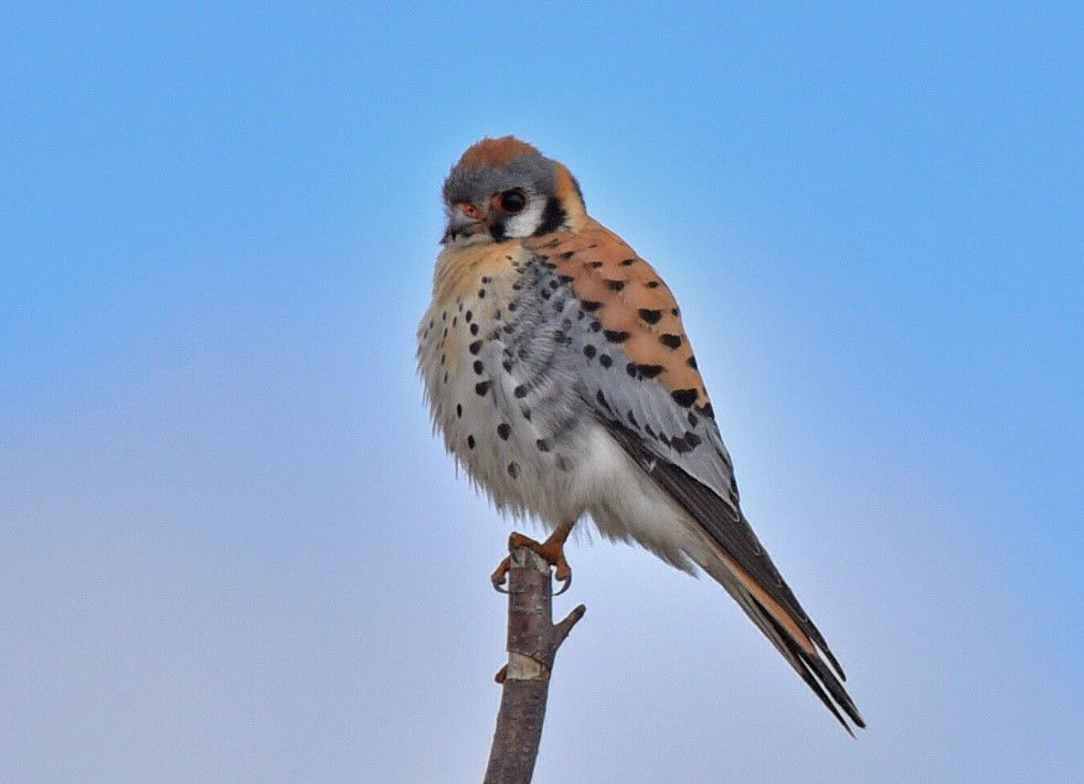 Montana birding: American kestrel is our smallest raptor