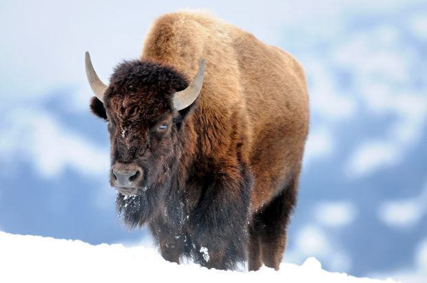 Bison hunt in Wyoming sets record