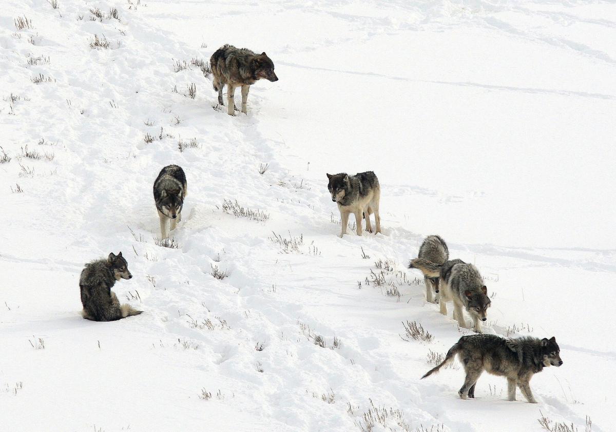 Study: Wolves in big packs more likely to survive mange | Local ...