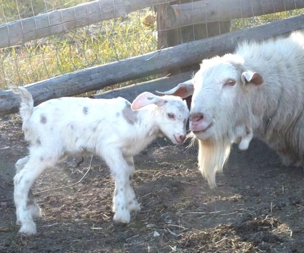 Five baby goats shot and killed in Butte; police look for evidence