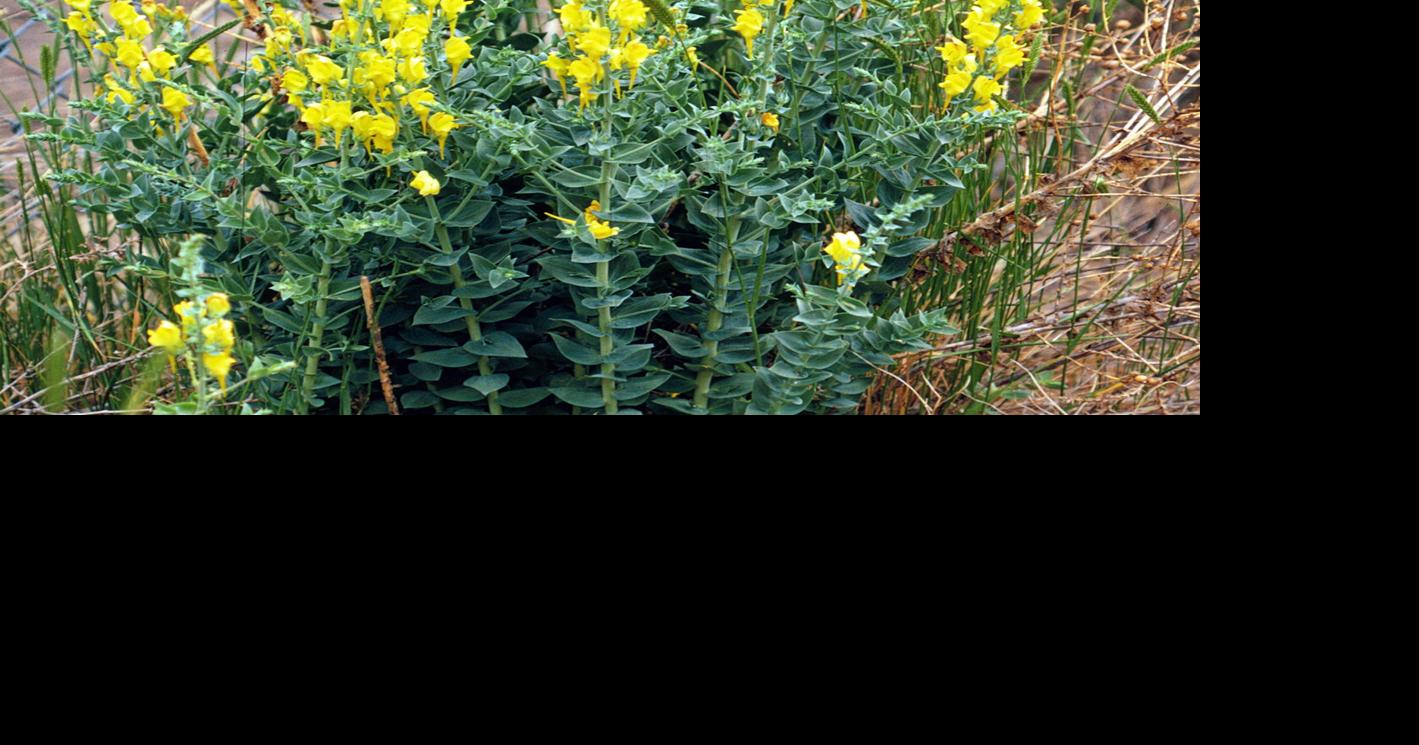 Project helps contain noxious weed in southwest Montana