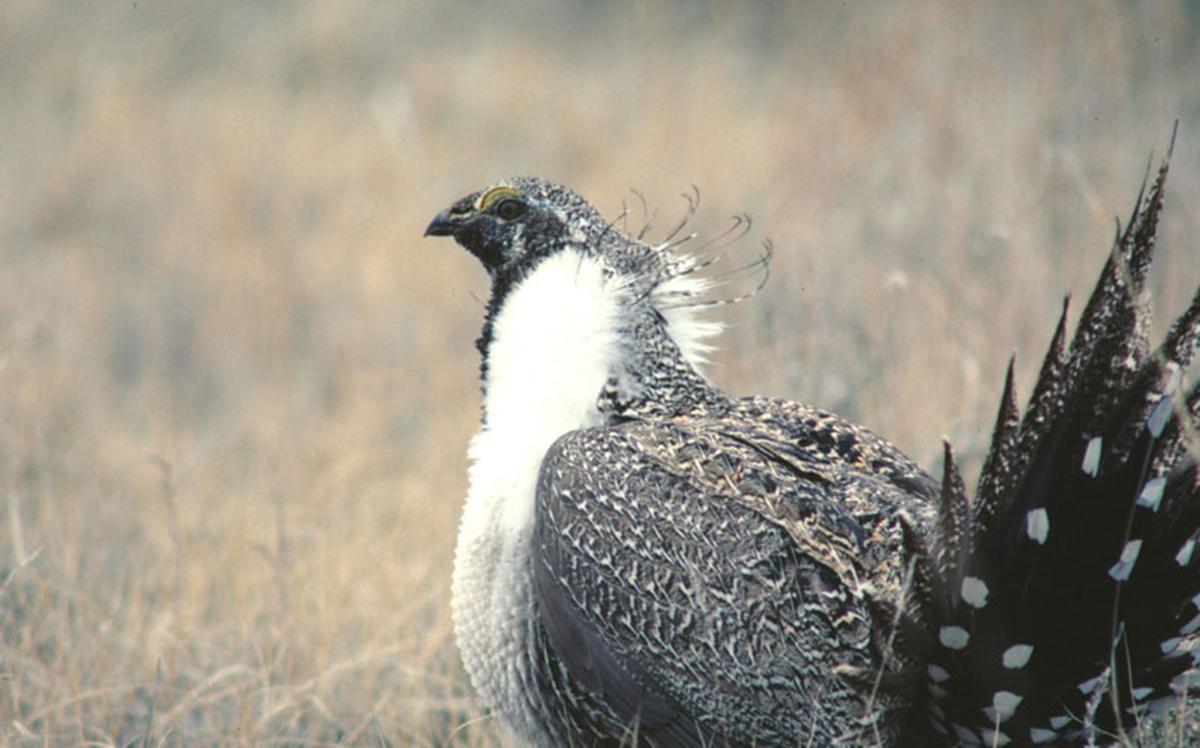 Sage grouse hunting opportunities expand this year