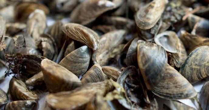 FWP warden, staff nab boat with invasive mussels by Anaconda