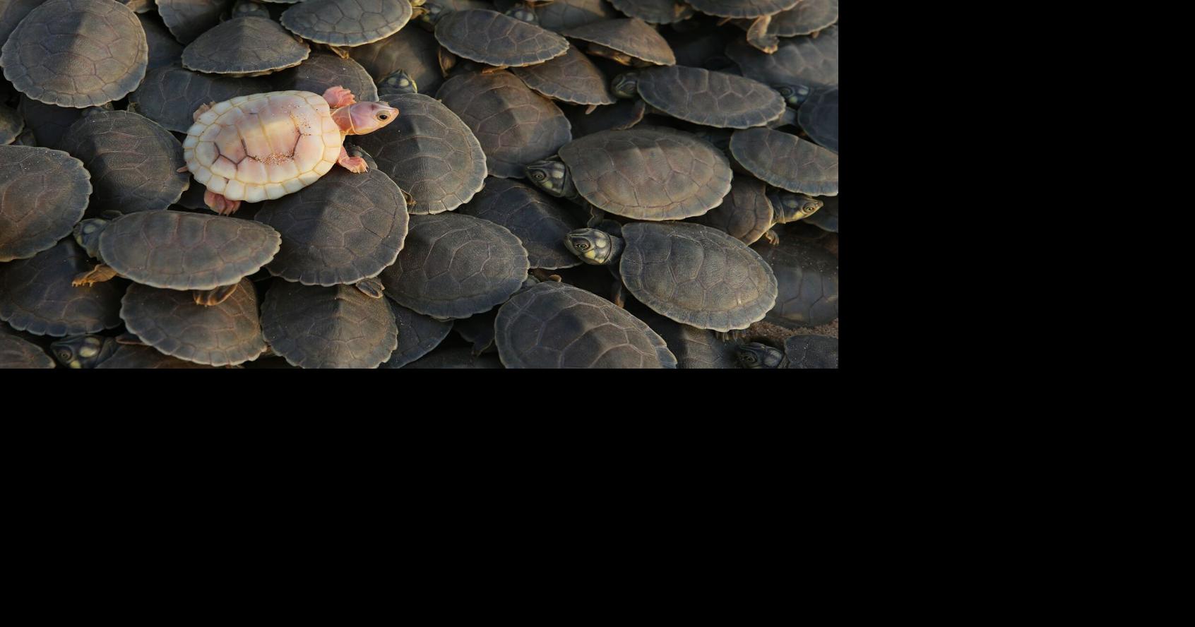 Fragile, fierce and fleeting: AP’s best nature photos of 2025