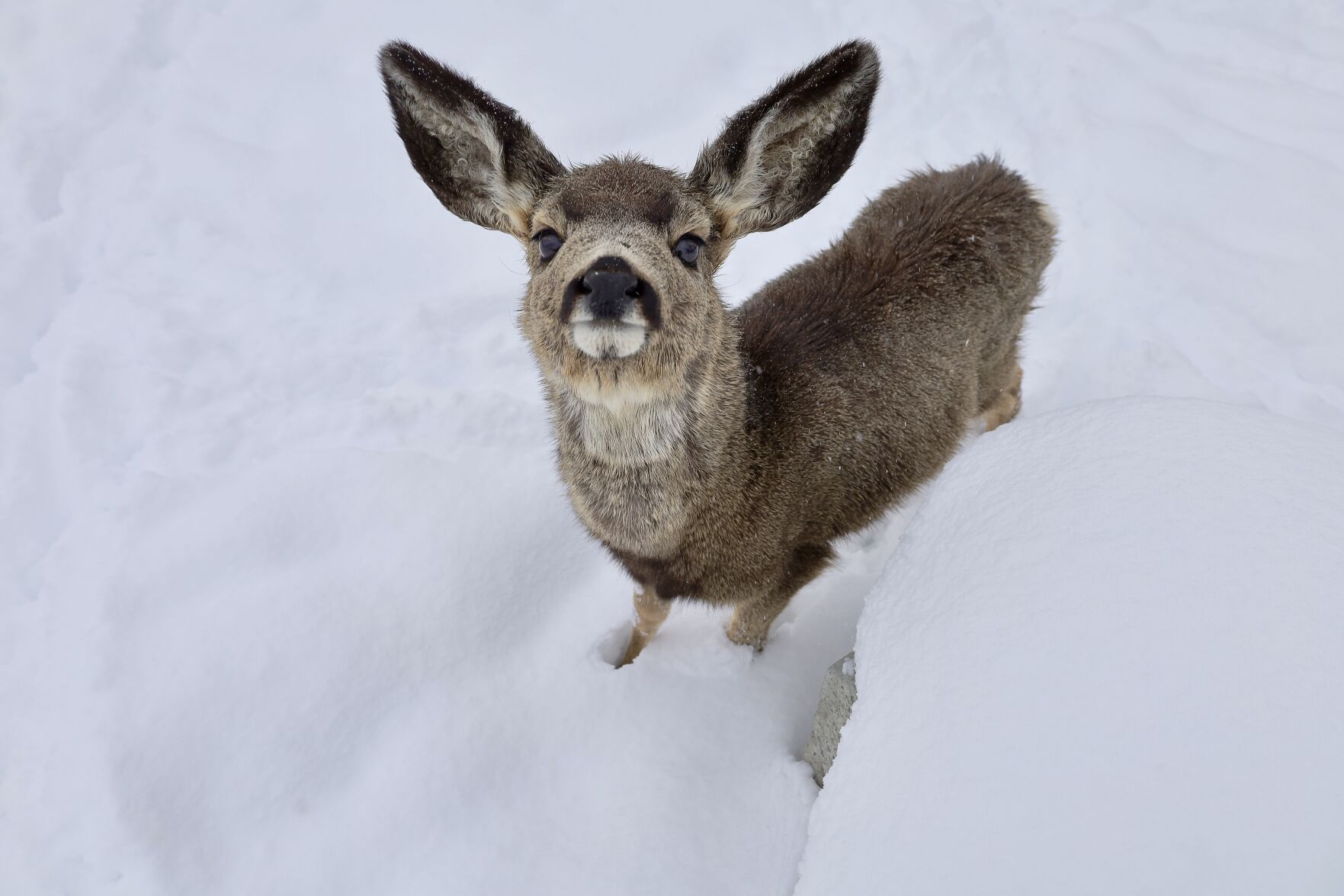 Anaconda asks task force to draft plan for pesky mule deer