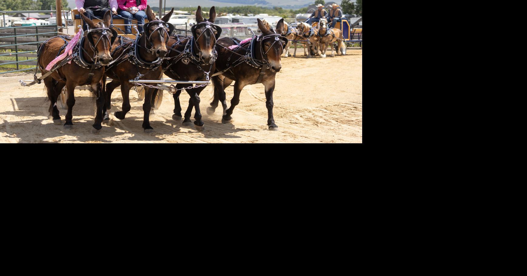 Draft Horse Expo takes over Deer Lodge