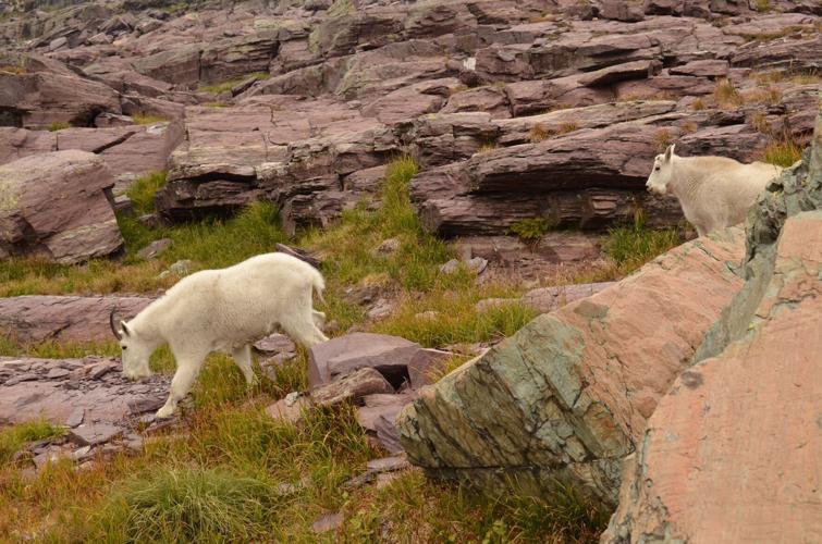 TGIF Snapshots: Thursday hike, Willy Wonka, fair and rodeo, and more