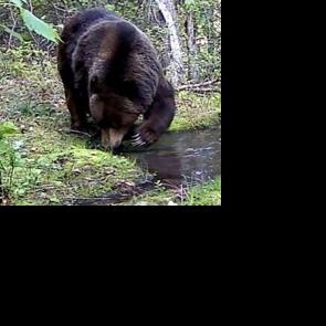 Julian Matthews, Lizzy Pennock and James Holt: grizzlies