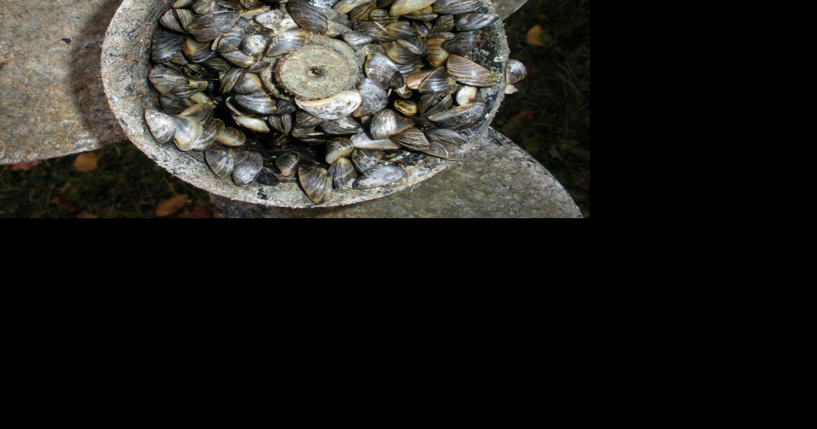5 things to know about the possibility of mussels in Montana waters