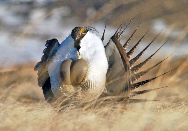 Sage grouse hunting to end across most of Montana