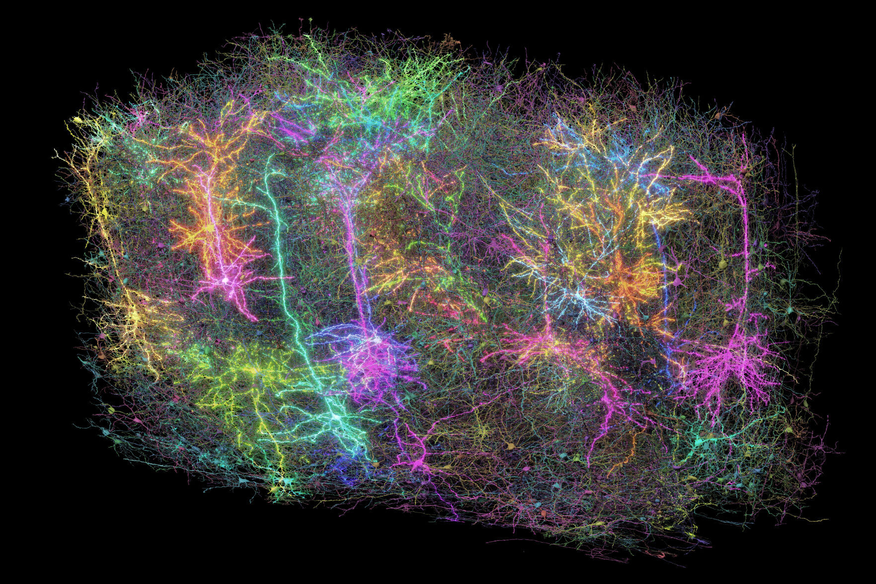 Scientists map part of mouse brain, and it's very complex