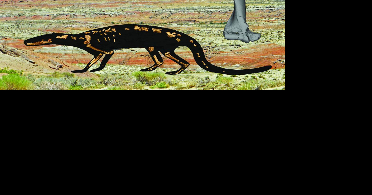 Wyoming fossil helps explain early carnivores