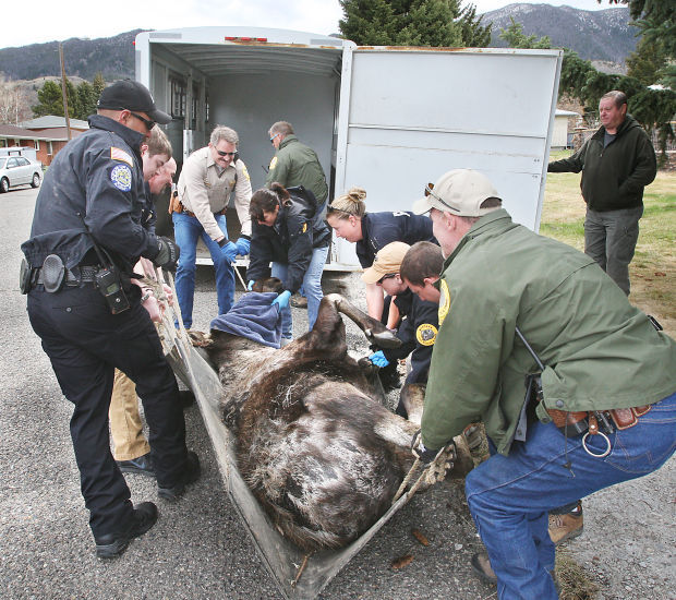 Moose mayhem: Big animal darted in Butte neighborhood