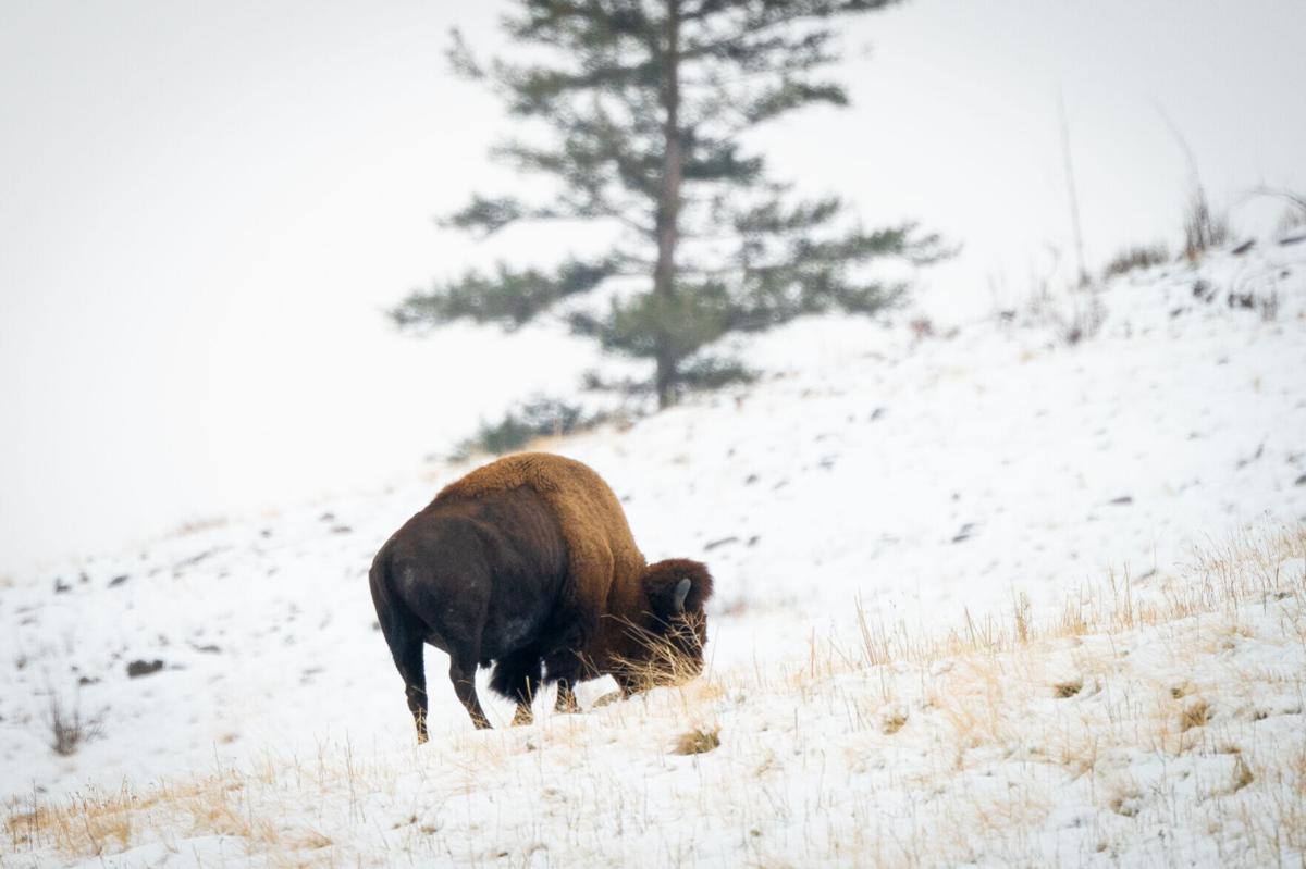 Jocelyn Leroux: Montana needs to change the conversation about bison
