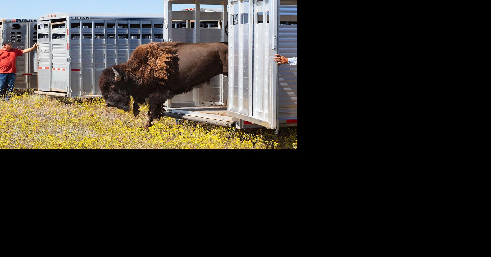 Yellowstone bison plan excoriated by Montana officials