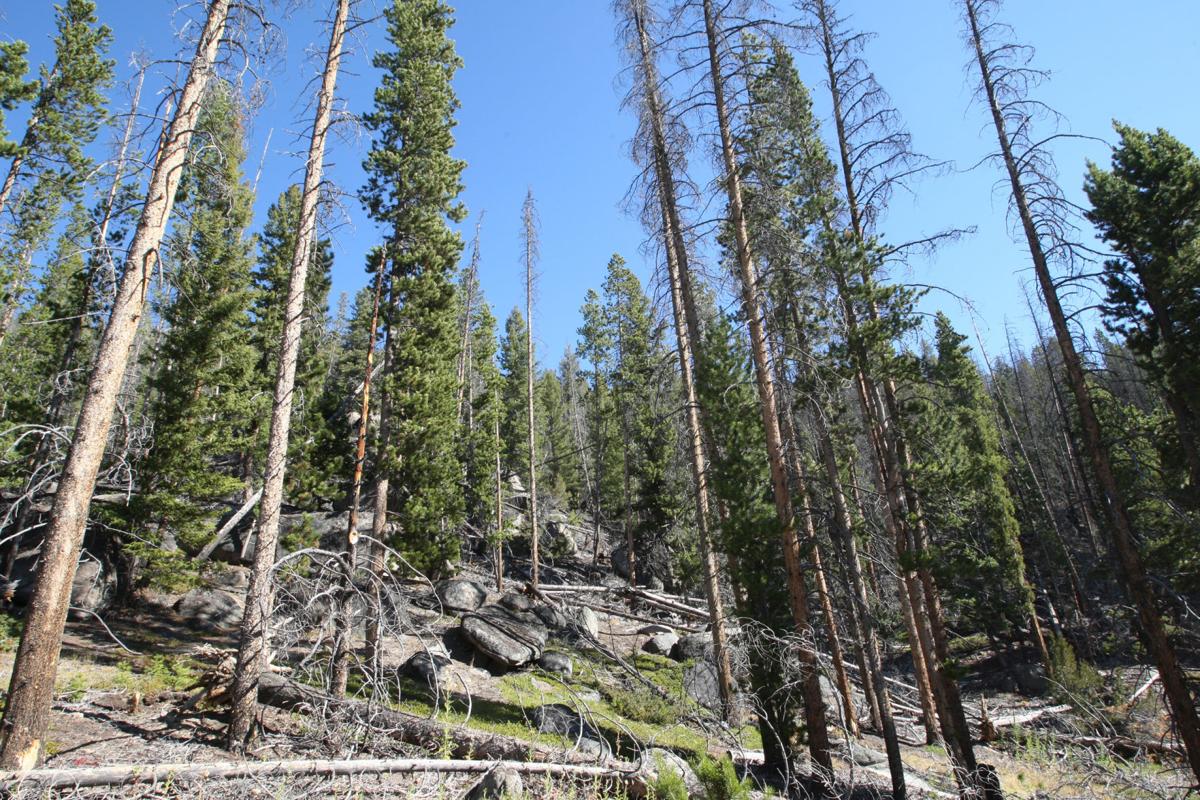 Snow will snuff out Nez Perce Fire | #MTFire News | mtstandard.com