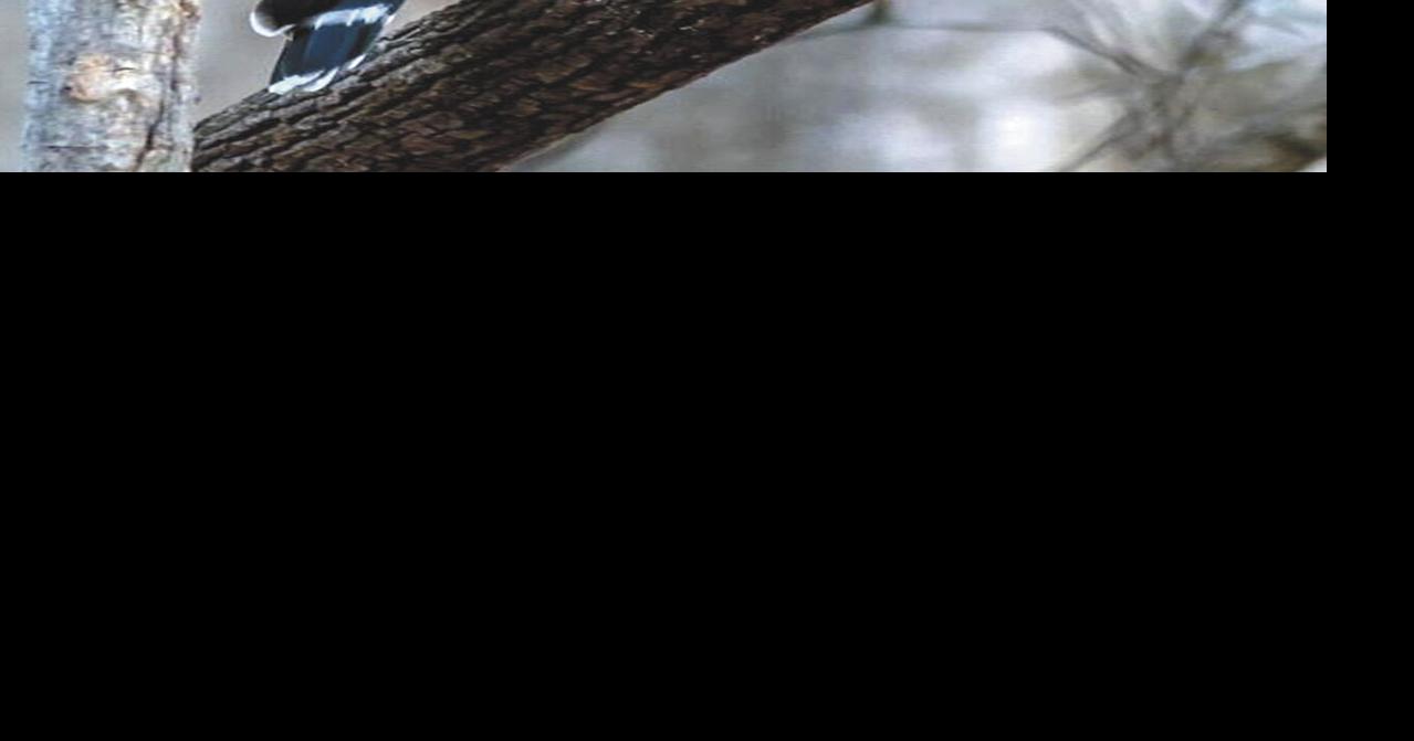 Squirrel hawk | Opinion | murrayledger.com