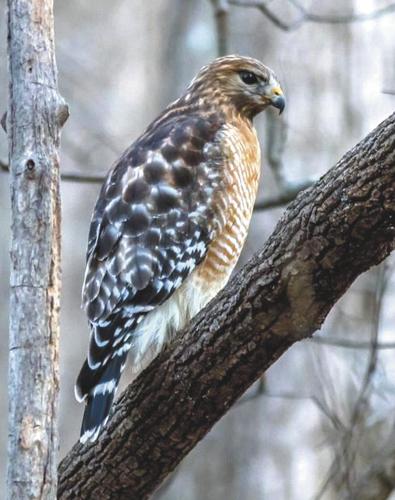 Squirrel hawk | Opinion | murrayledger.com