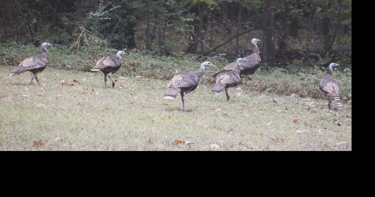 Fall family flocking | News | murrayledger.com