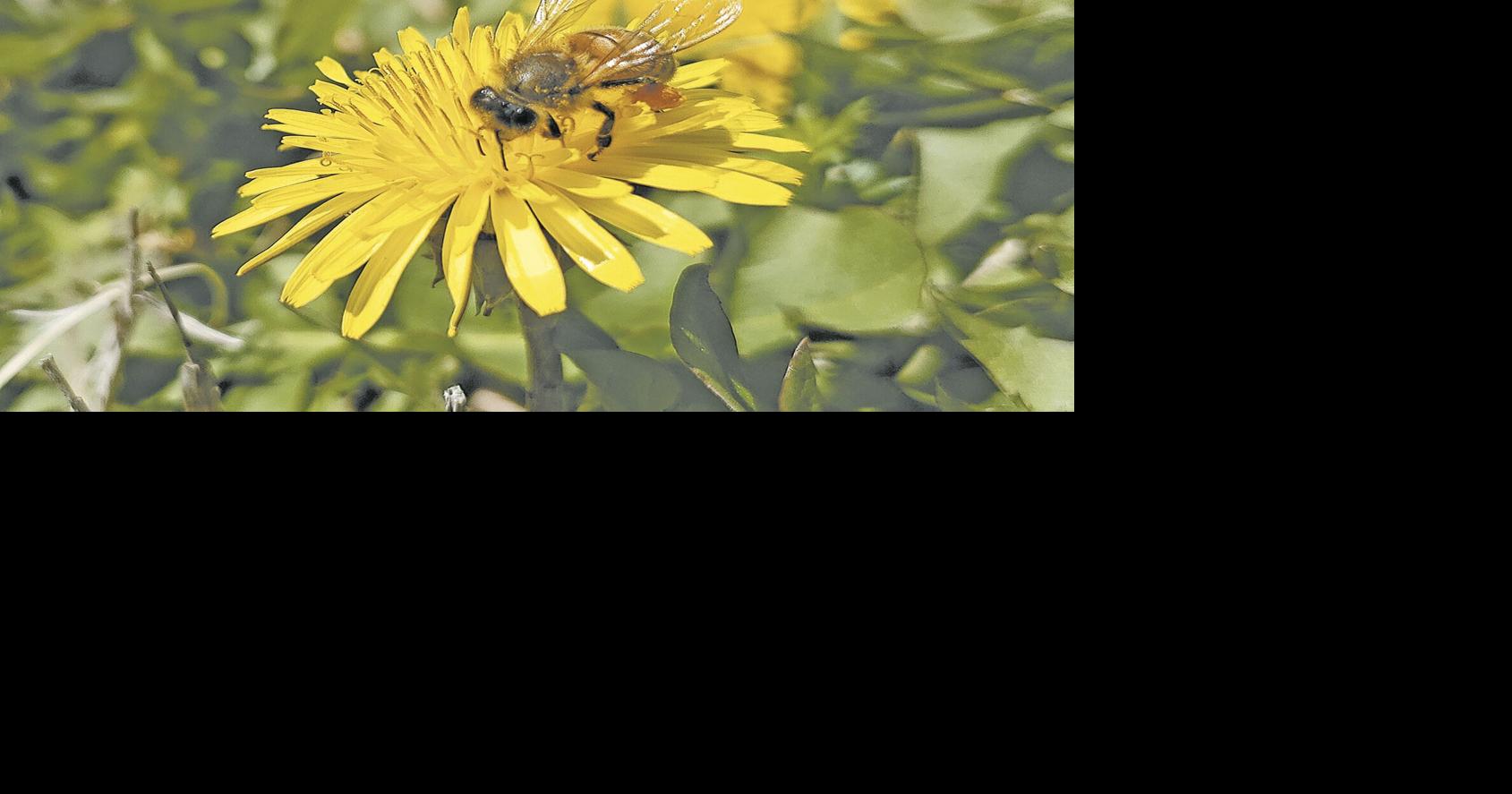 Bee slow to mow: Weeds feed bees | Local News | murrayledger.com