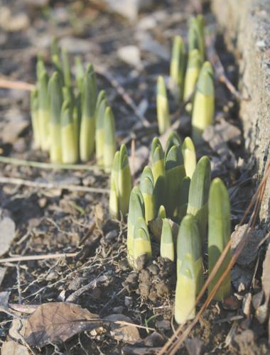 Early signs of spring | News | murrayledger.com