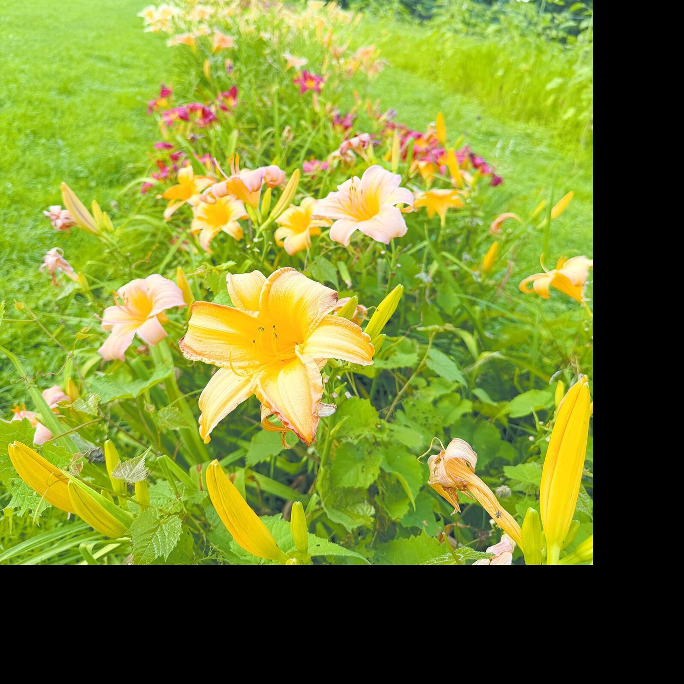 Murray State baseball in 4th NCAA tournament; A Truly golden ...