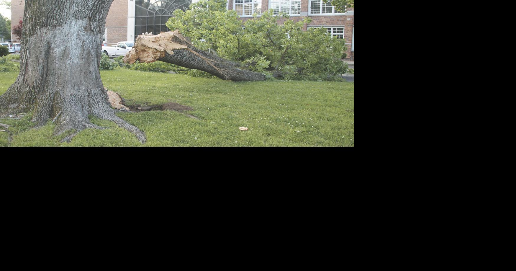 Minor late-night wind storm leaves downed trees, damaged power lines ...