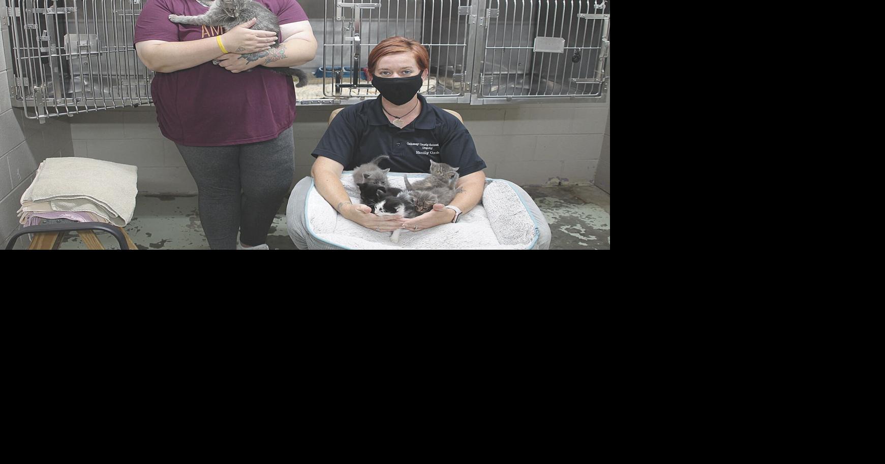 Overrun by kittens, animal shelter and Humane Society encourage ...