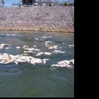 Reasons behind carp die-off still a mystery | News | murrayledger.com