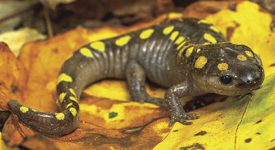 do salamanders like water