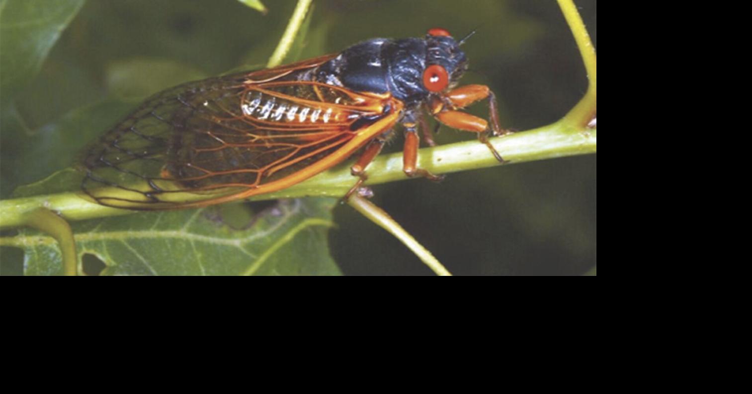 Swarms of screaming insects to invade the Midwest, South soon ...