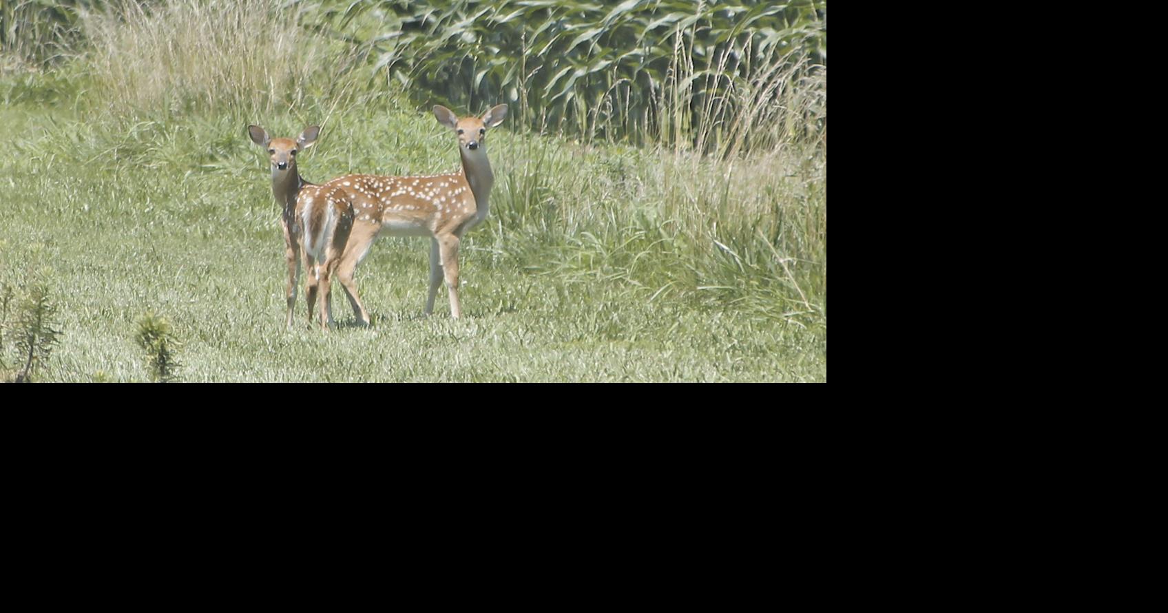 Deer spotted: Spotted deer | | murrayledger.com