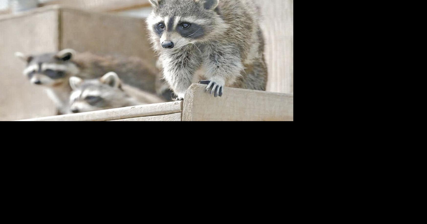 Lexington wildlife rescuer says state officials seized animals over ...