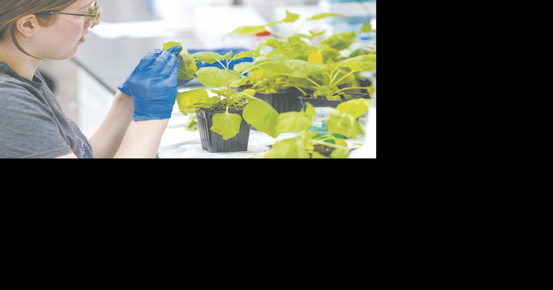 Can fruits and vegetables be made better? With gene editing, NC firm ...