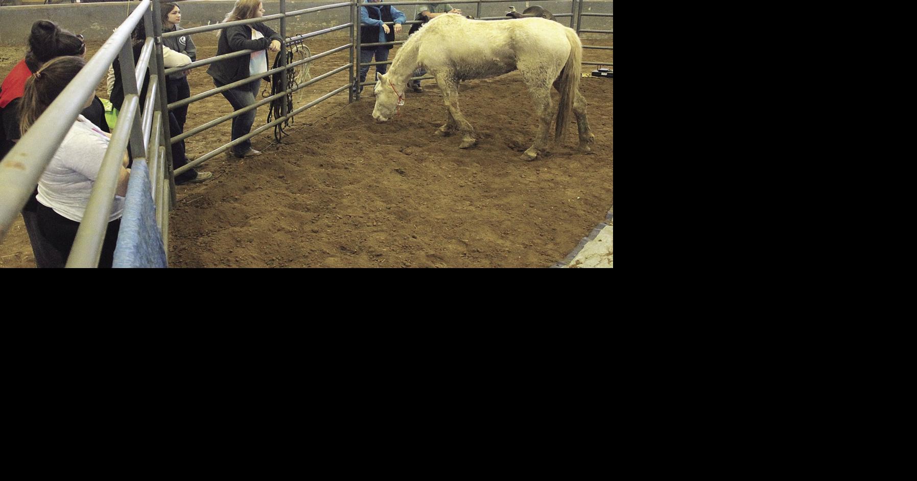 Mustang, burro adoption at Expo Center continues, despite coronavirus ...