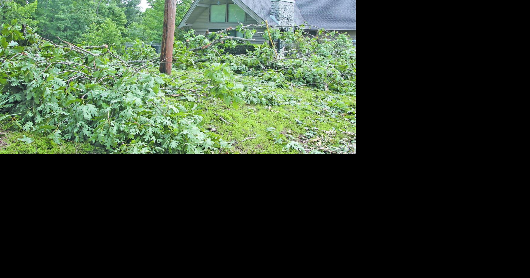 Storm downs trees in north Calloway | Local News | murrayledger.com