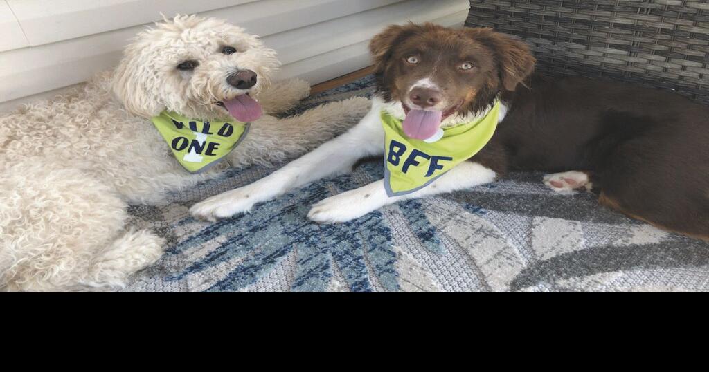 Biscuit & Poco | | murrayledger.com