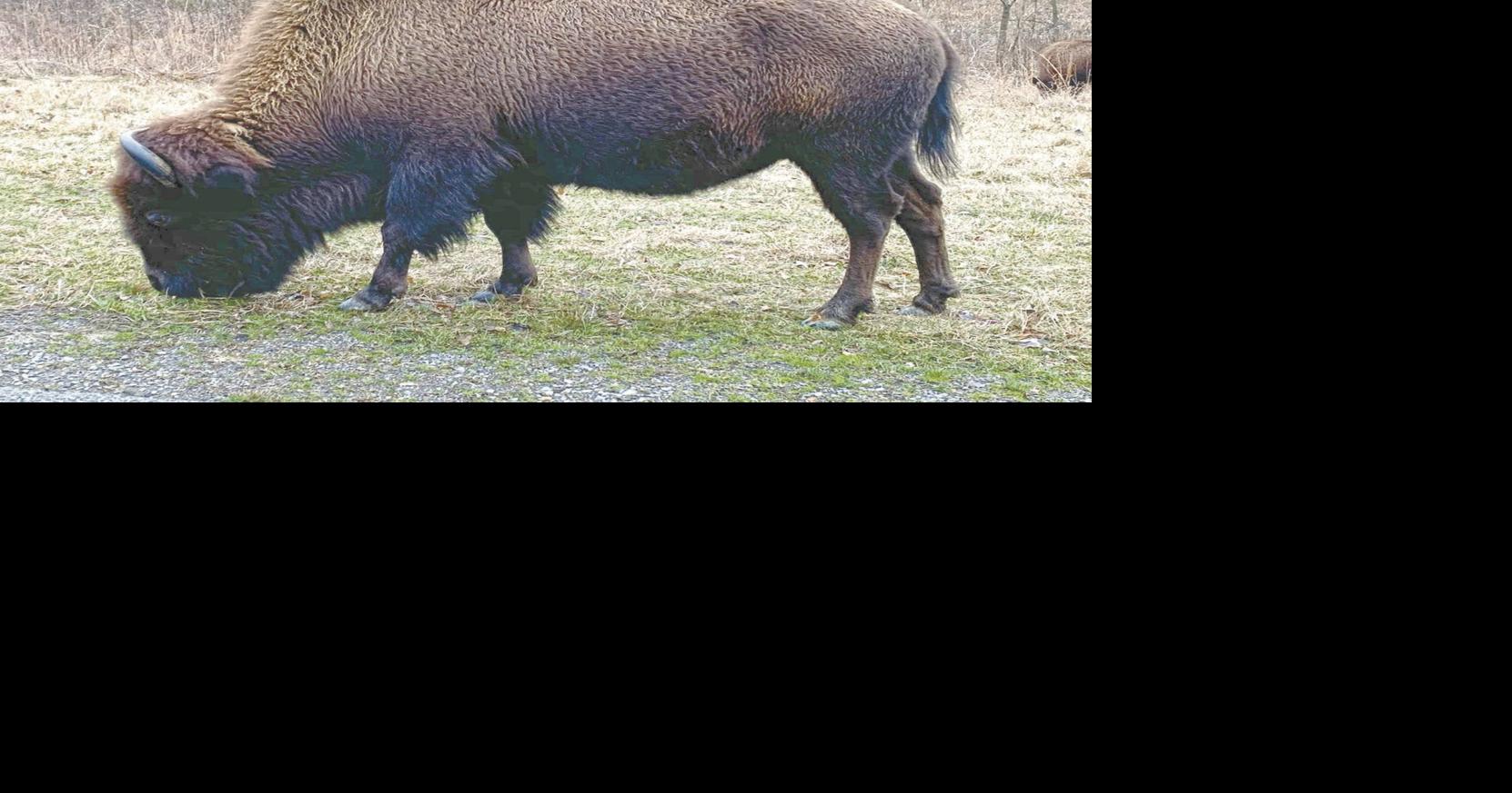 LBL bison | Local News | murrayledger.com